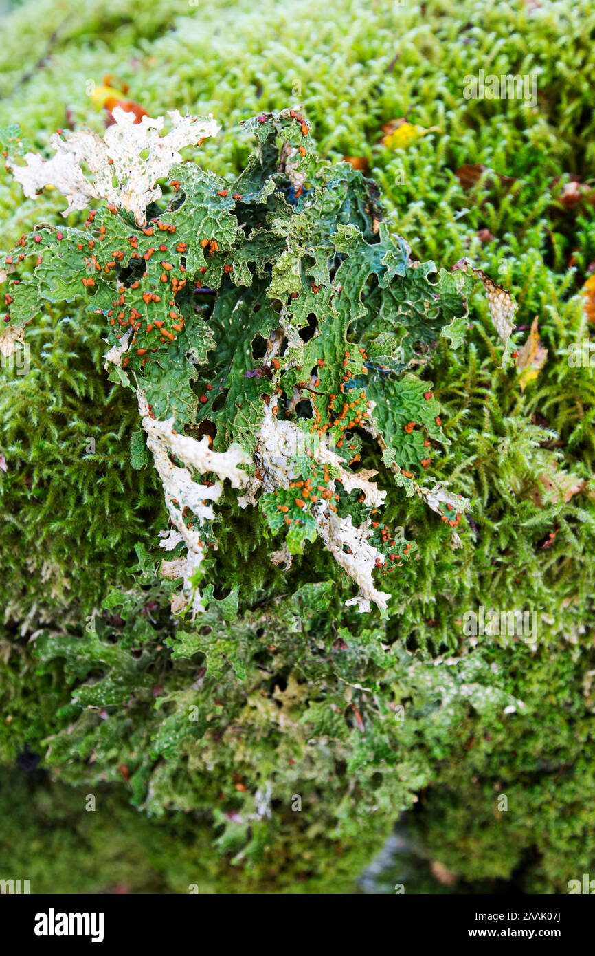 Liverworts growing in forest near Port Appin, Scotland, UK Stock Photo ...
