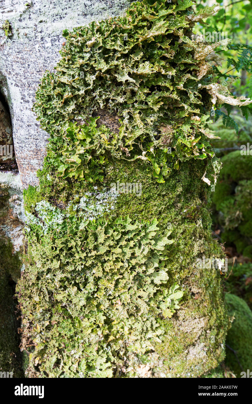 Liverworts growing in forest near Port Appin, Scotland, UK Stock Photo ...
