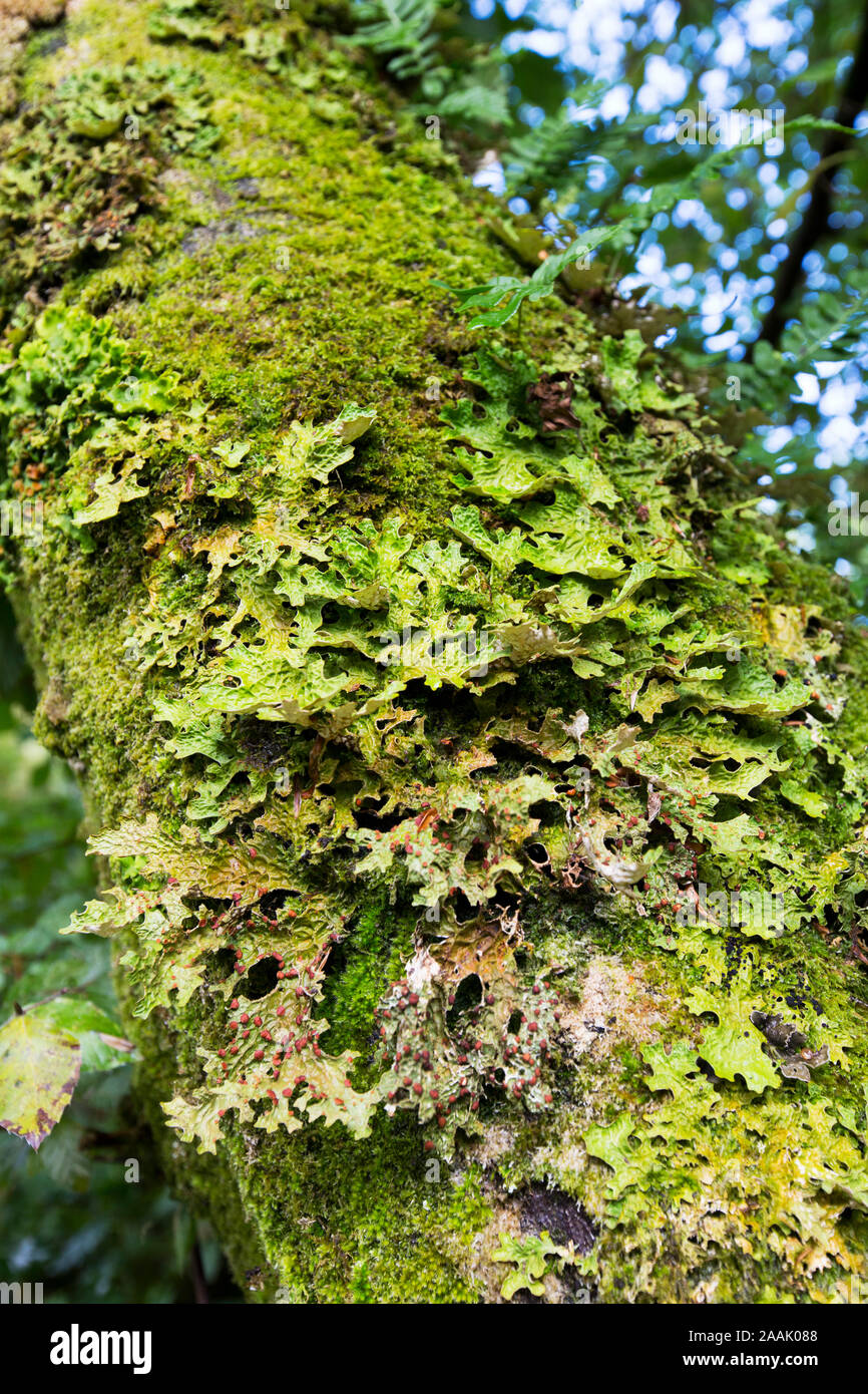 Liverworts growing in forest near Port Appin, Scotland, UK Stock Photo ...