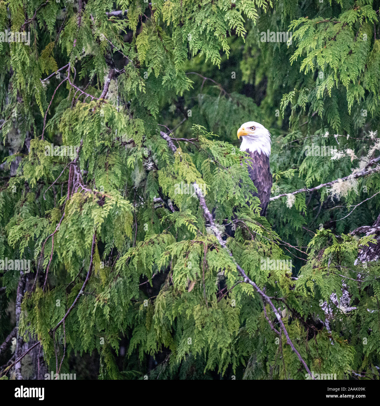 Bald Eagle Mountain High Resolution Stock Photography and Images - Alamy