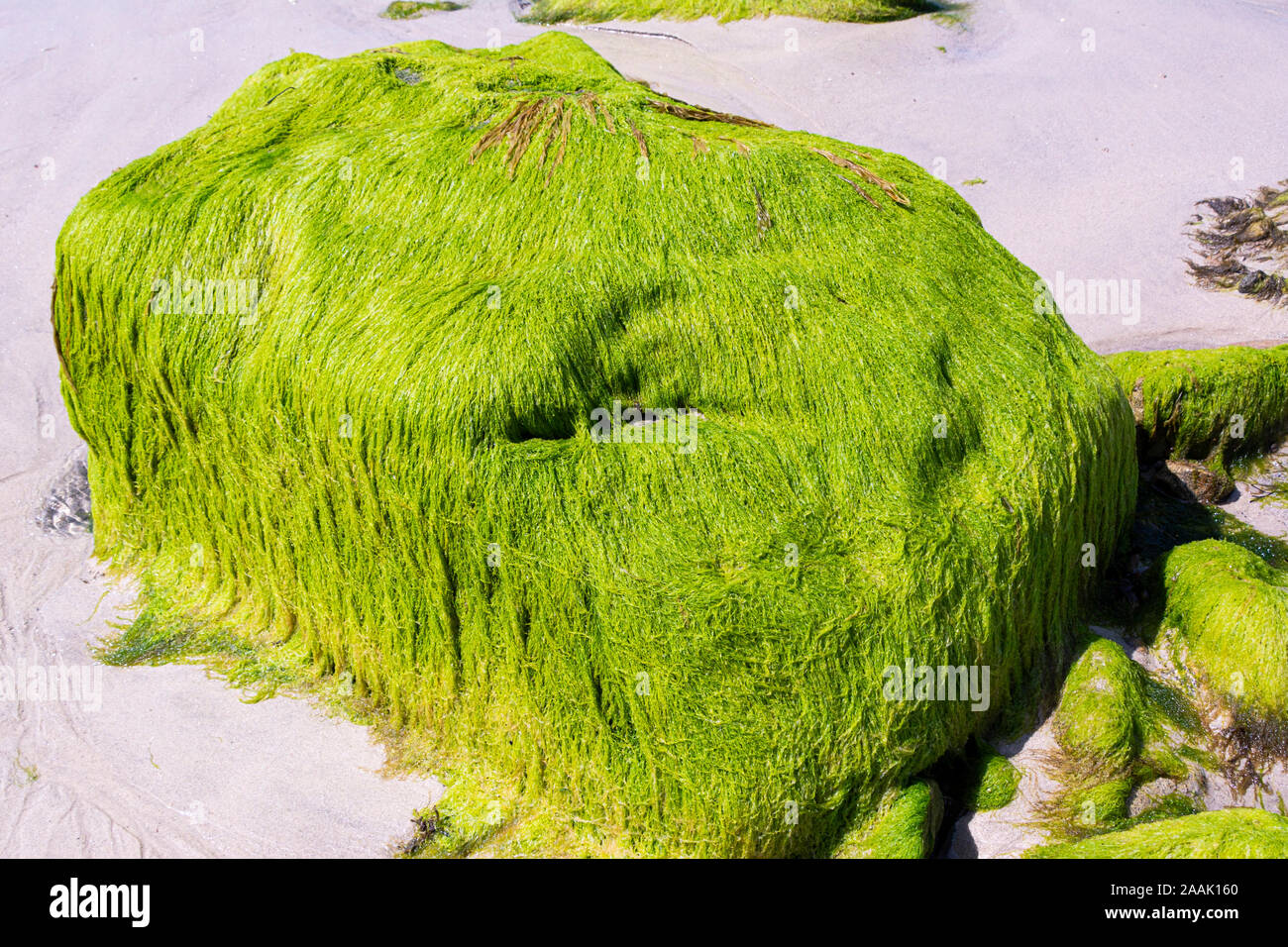 Green seahair hi-res stock photography and images - Alamy