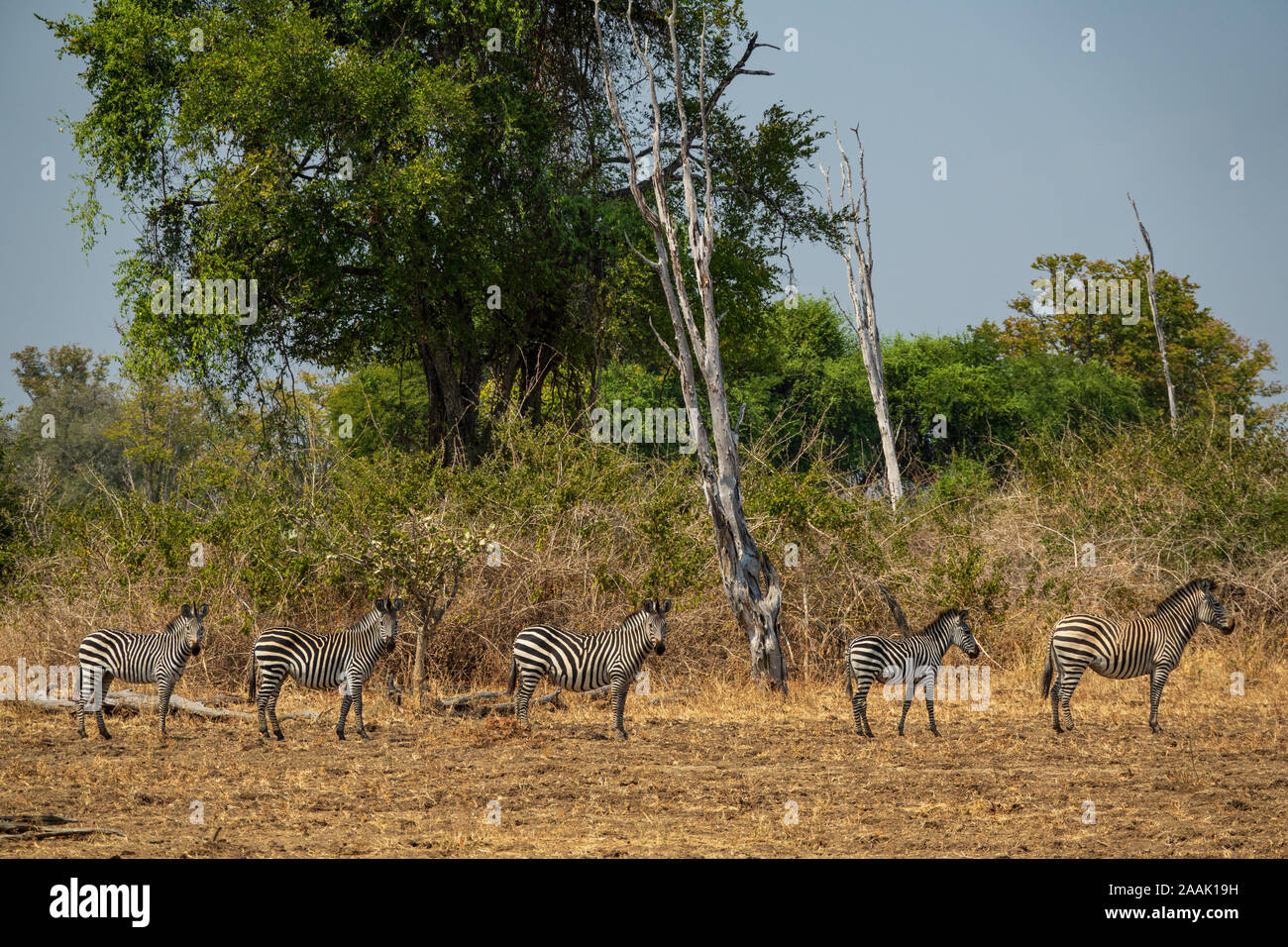 Zebra in a row hi-res stock photography and images - Alamy