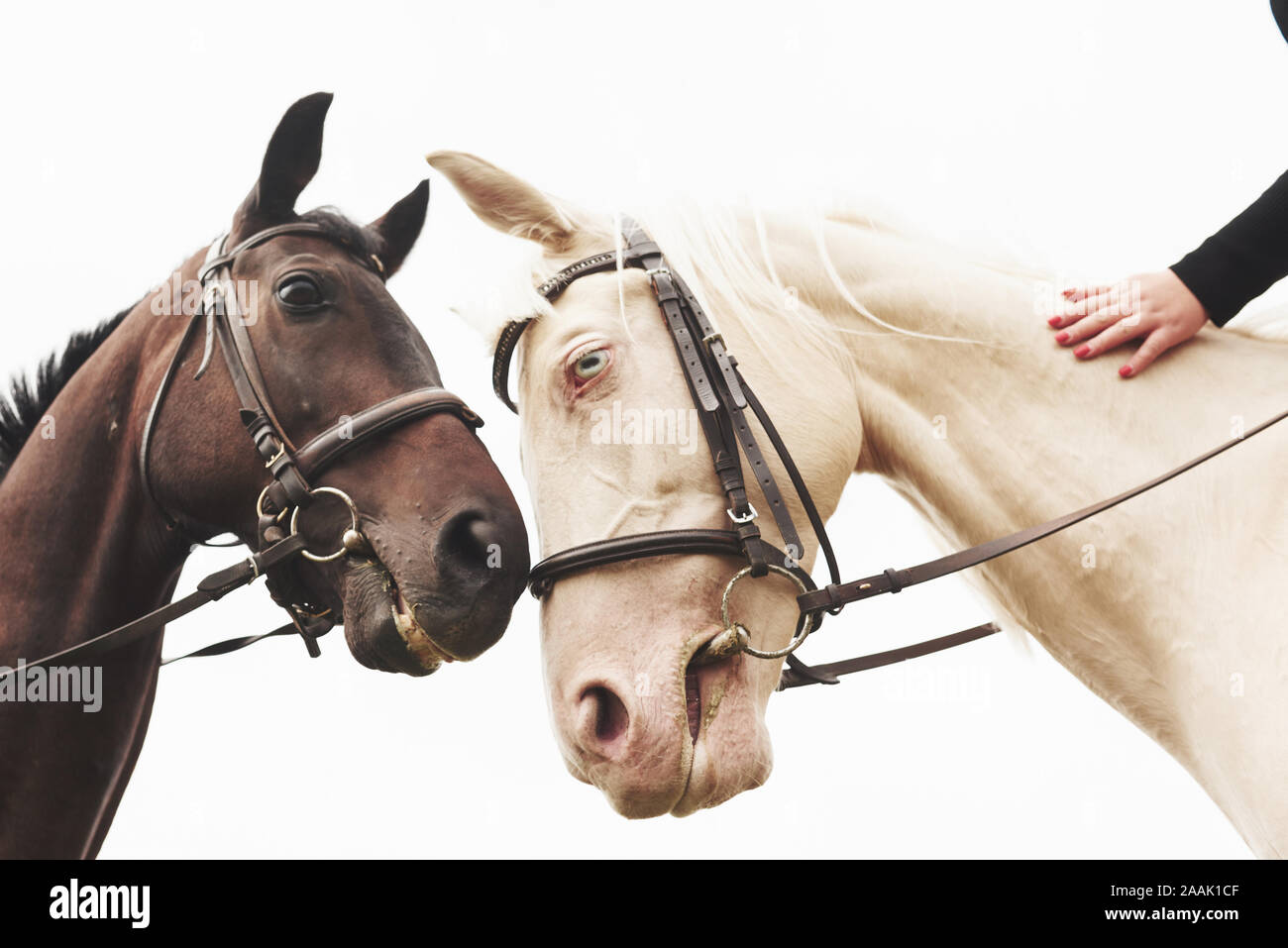 Two beautiful riding horses, brown and white, stand together with their ...