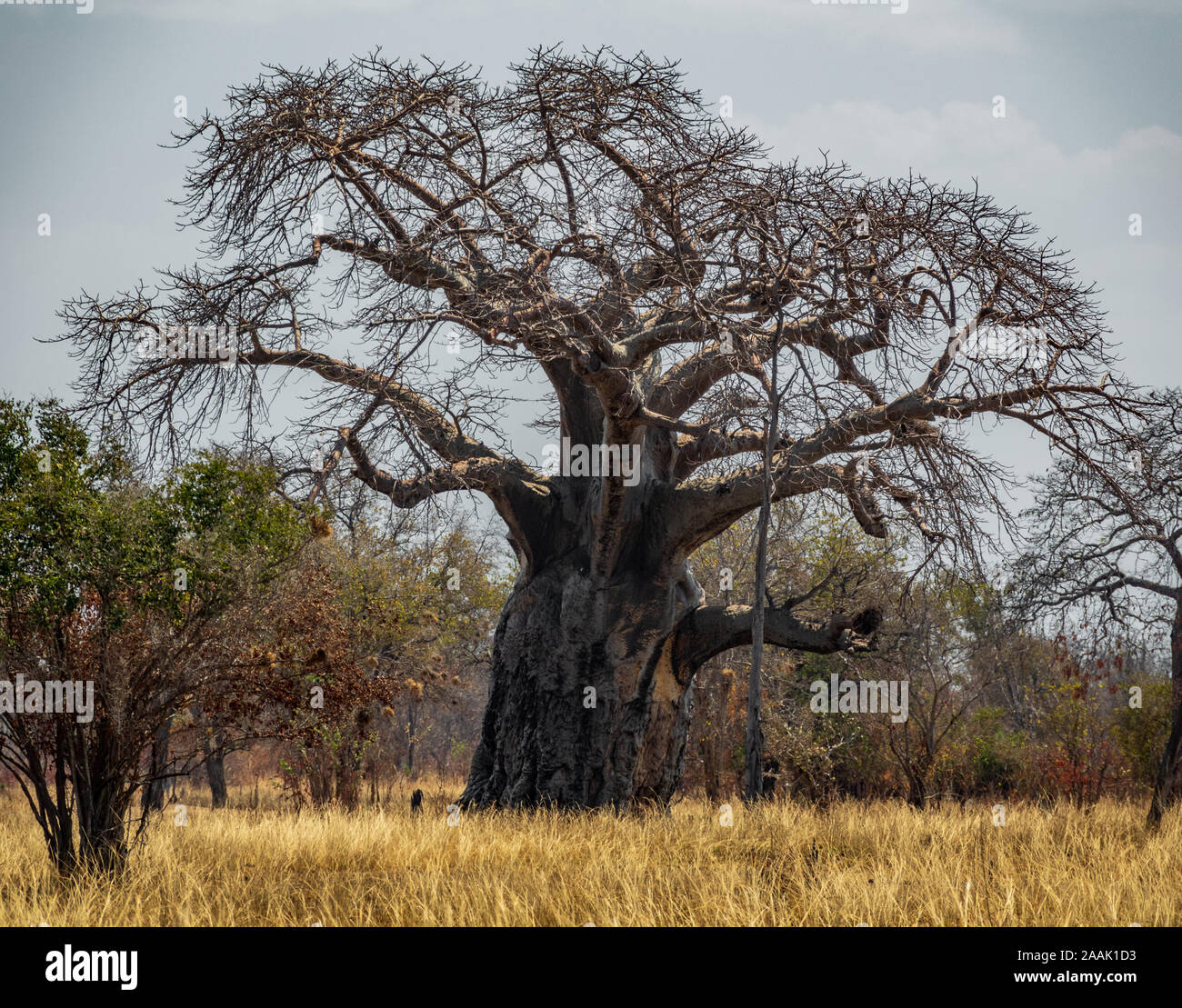 African landscape with big baobab tree Stock Photo - Alamy