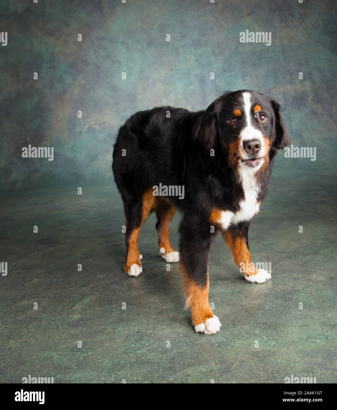 Bernese mountain dog studio shot hi-res stock photography and images ...