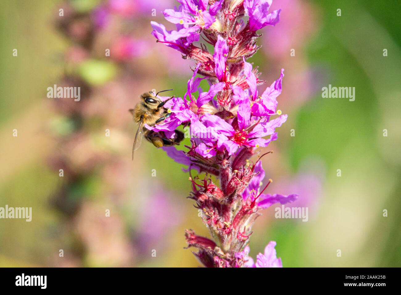 A bee on the flowers of a purple loosestrife (Lythrum salicaria Stock ...