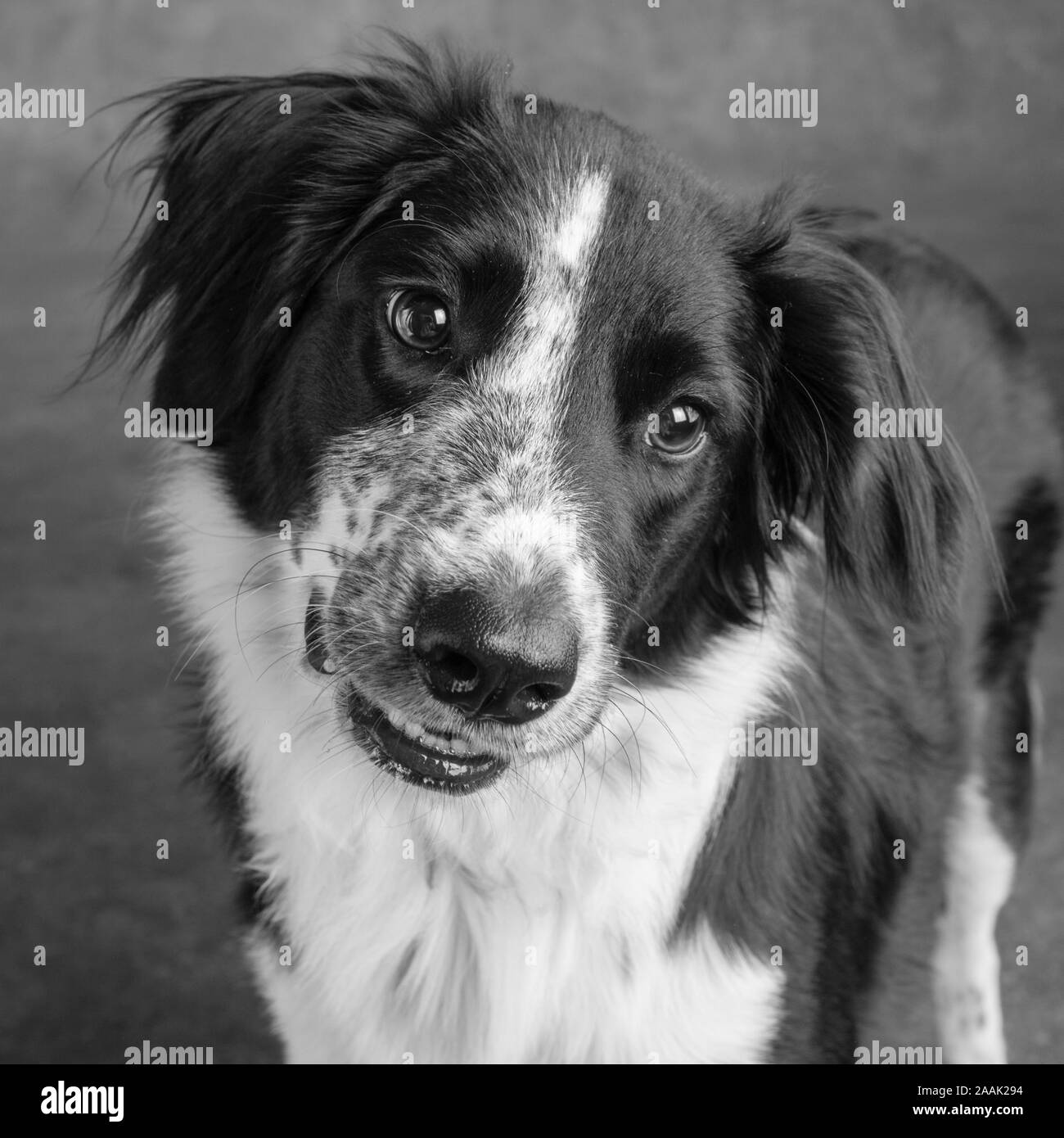 Border collie head Black and White Stock Photos & Images - Alamy