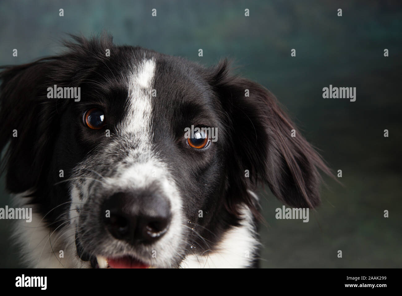 Close-up of Border Collie Stock Photo - Alamy