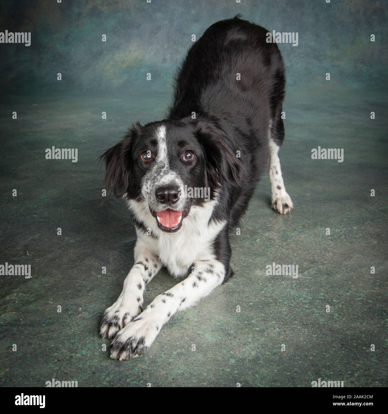 Spotted border collie hi-res stock photography and images - Alamy