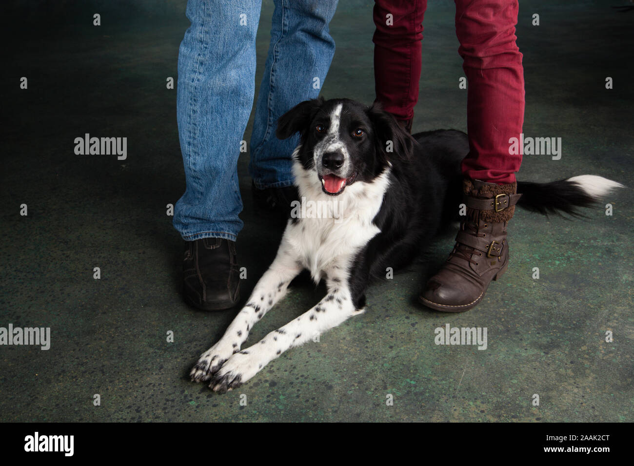 Studio shot of Border Collie lying at owners legs Stock Photo - Alamy