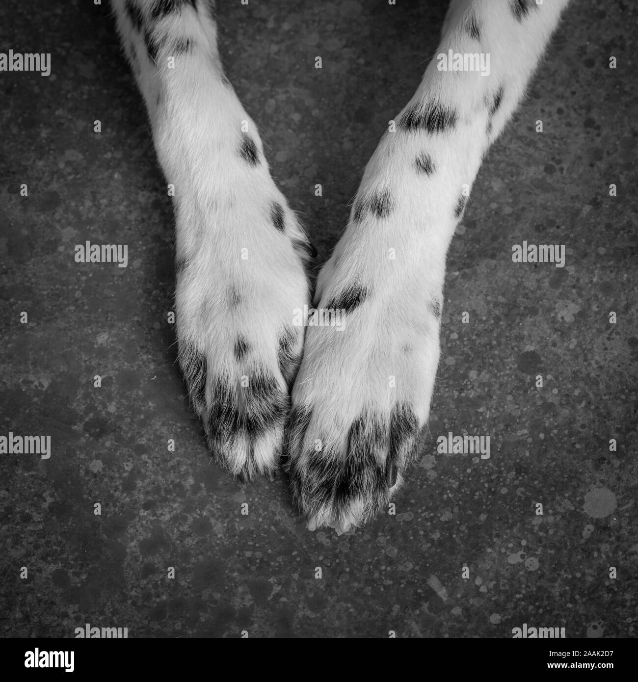 Border collie paw Black and White Stock Photos & Images - Alamy
