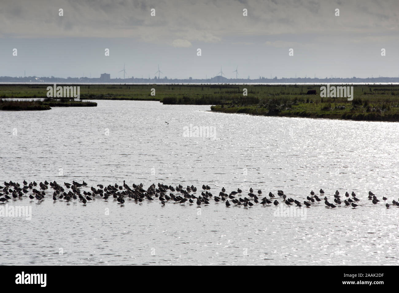 A mixed flock of Black and Bar Tailed Godwits and Redshank at Leighton ...