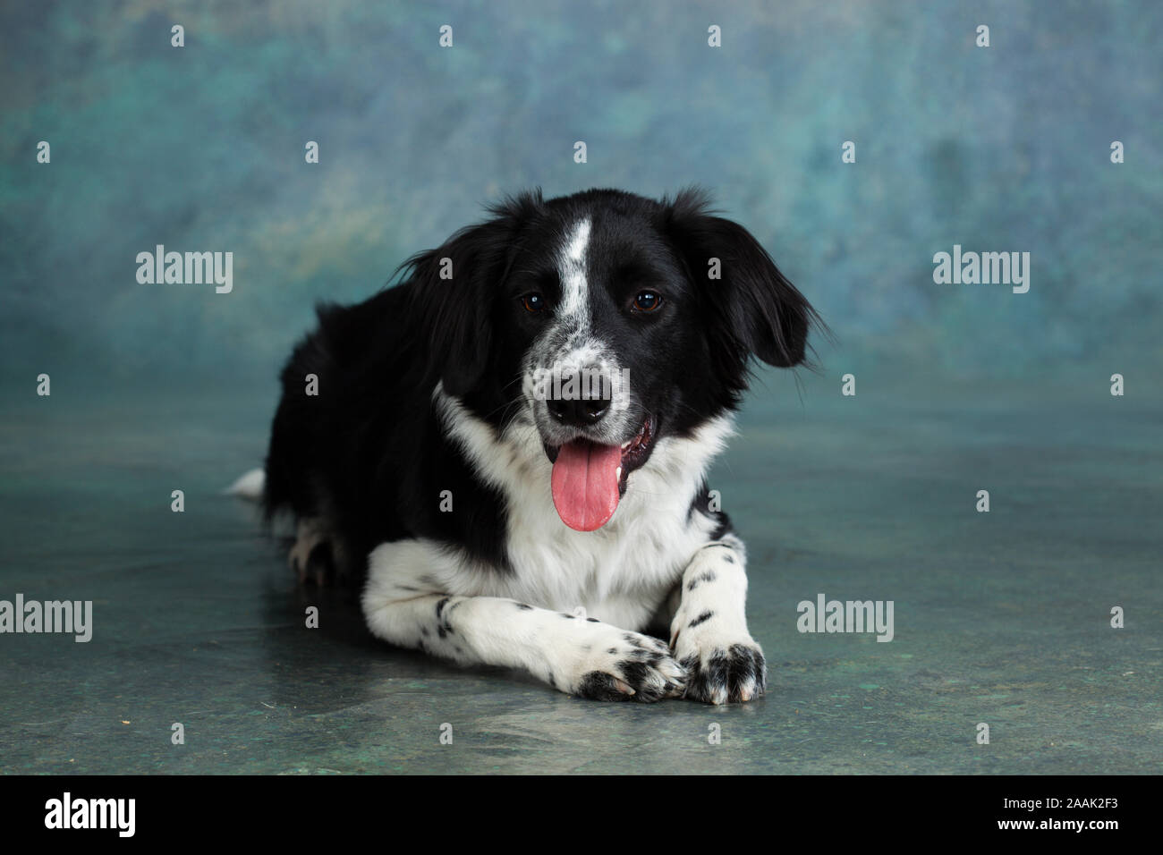 Border collie mix hi-res stock photography and images - Alamy