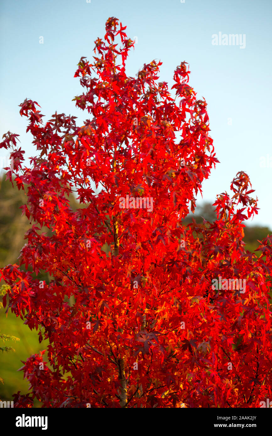 Amber tree hi-res stock photography and images - Alamy