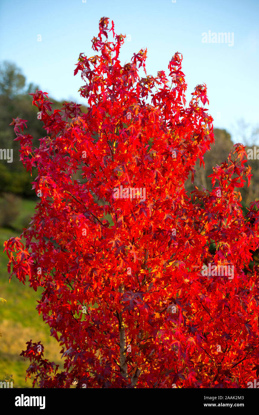Amber tree garden hi-res stock photography and images - Alamy