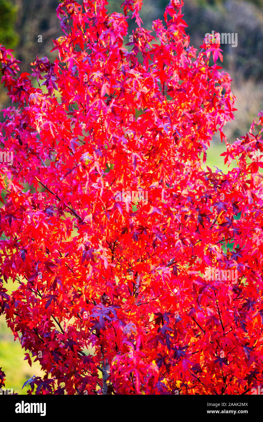 A Liqued Amber tree in Autumn in an Ambleside garden, UK Stock Photo ...