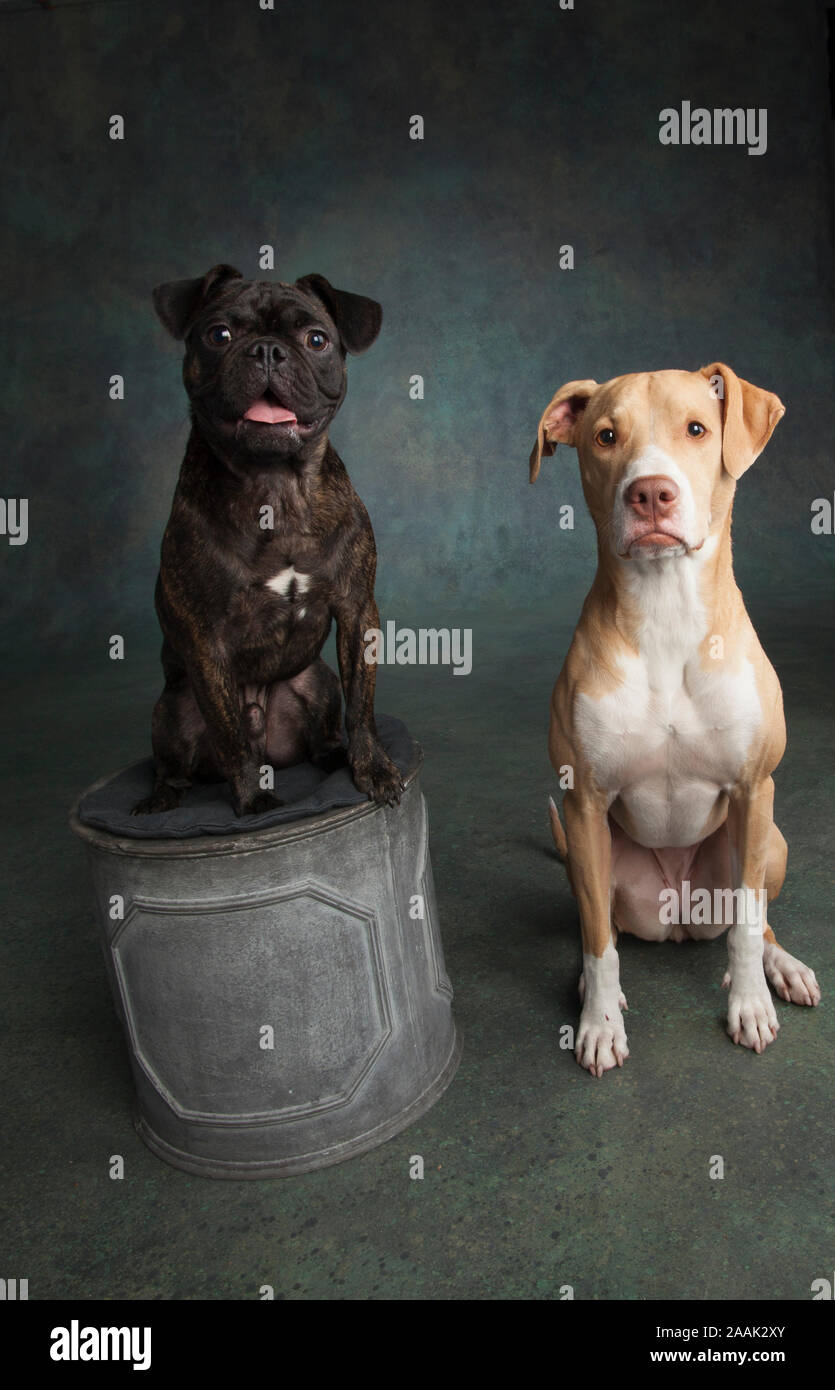 Studio portrait of Labrador and Pug Stock Photo - Alamy
