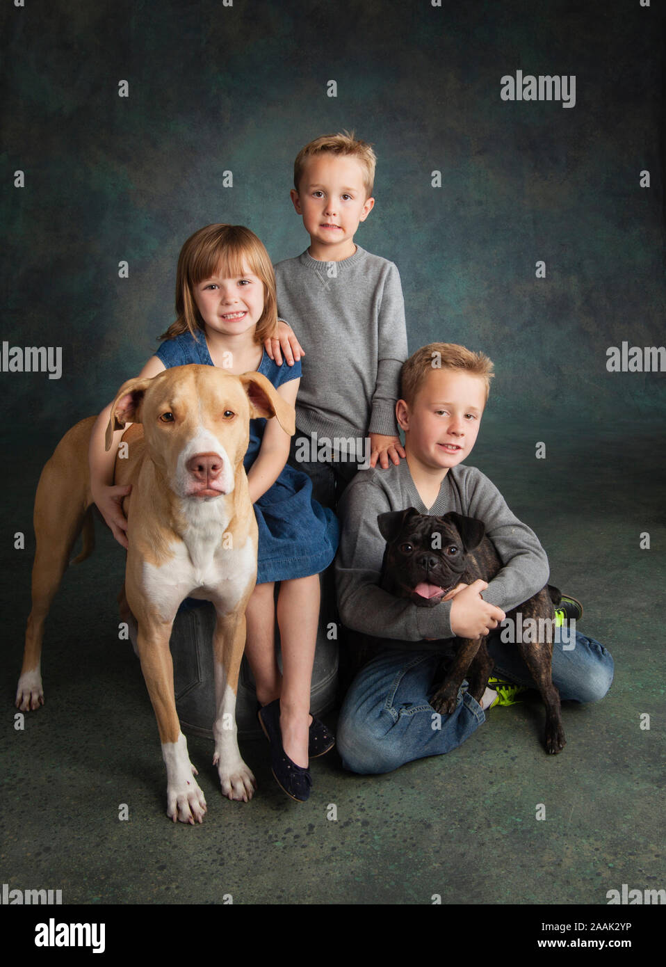 Studio portrait of Labrador and Pug with children Stock Photo - Alamy