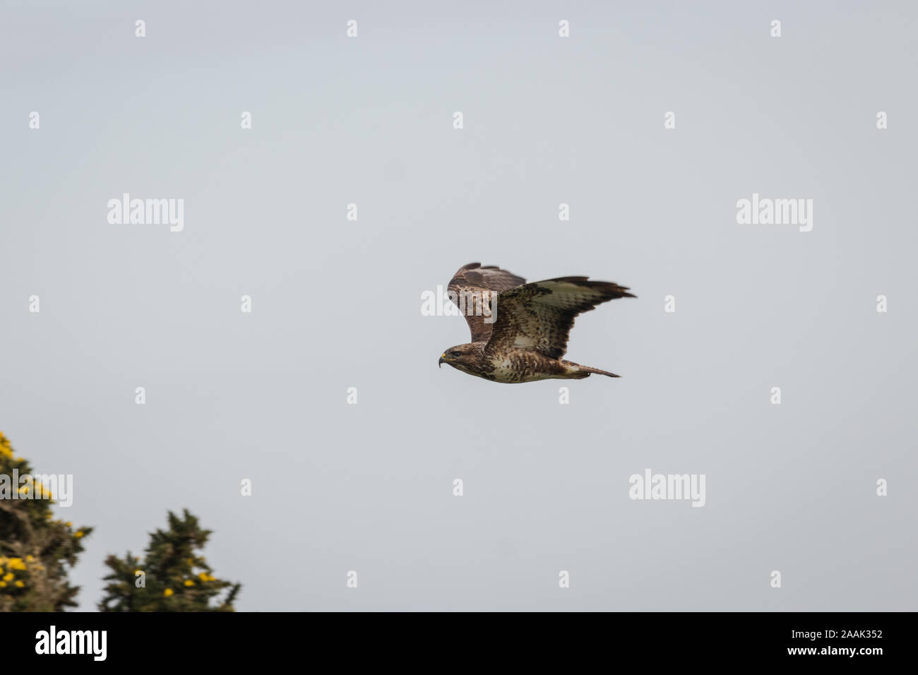 A British predatory bird fast inflight Stock Photo - Alamy