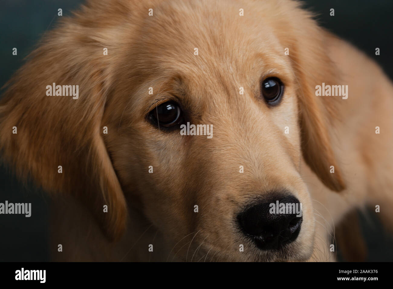 Close-up of Golden Retriever puppy Stock Photo - Alamy