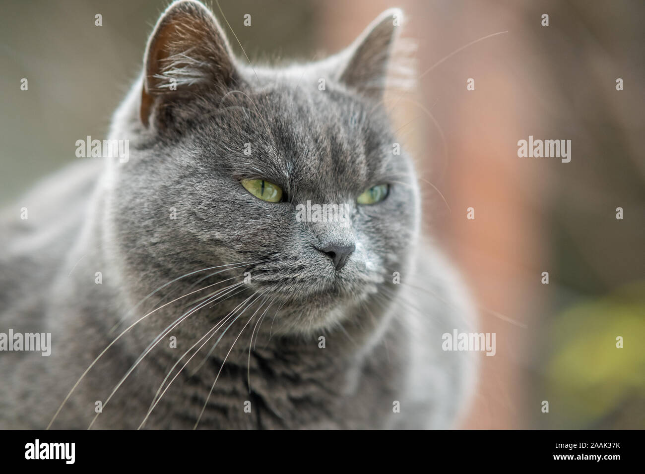 Closeup portrait of serious grey furry cat Stock Photo - Alamy