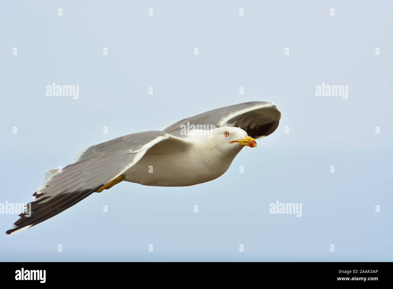 African seagulls hi-res stock photography and images - Alamy