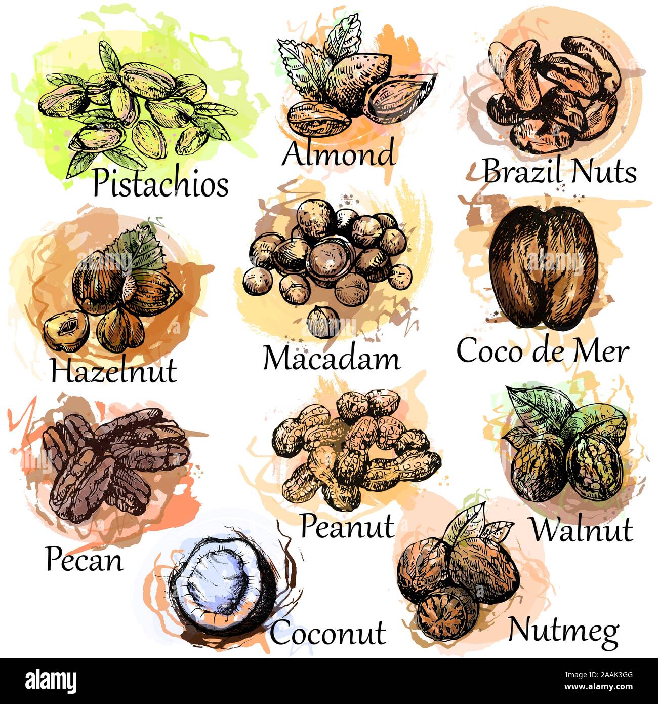 Set of hand drawn sketch style different kinds of nuts isolated on ...