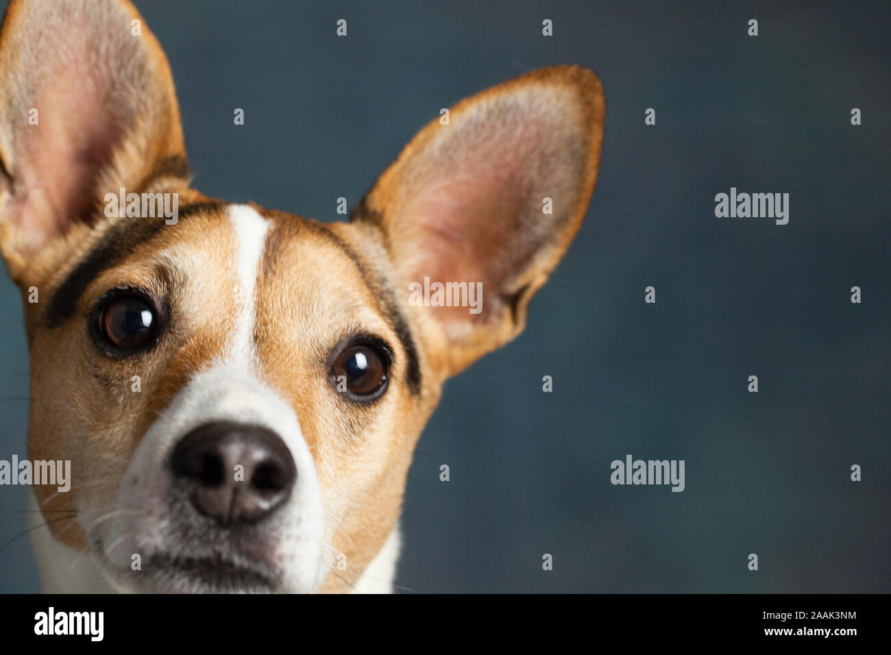 Jack russell terrier dog head hi-res stock photography and images - Alamy