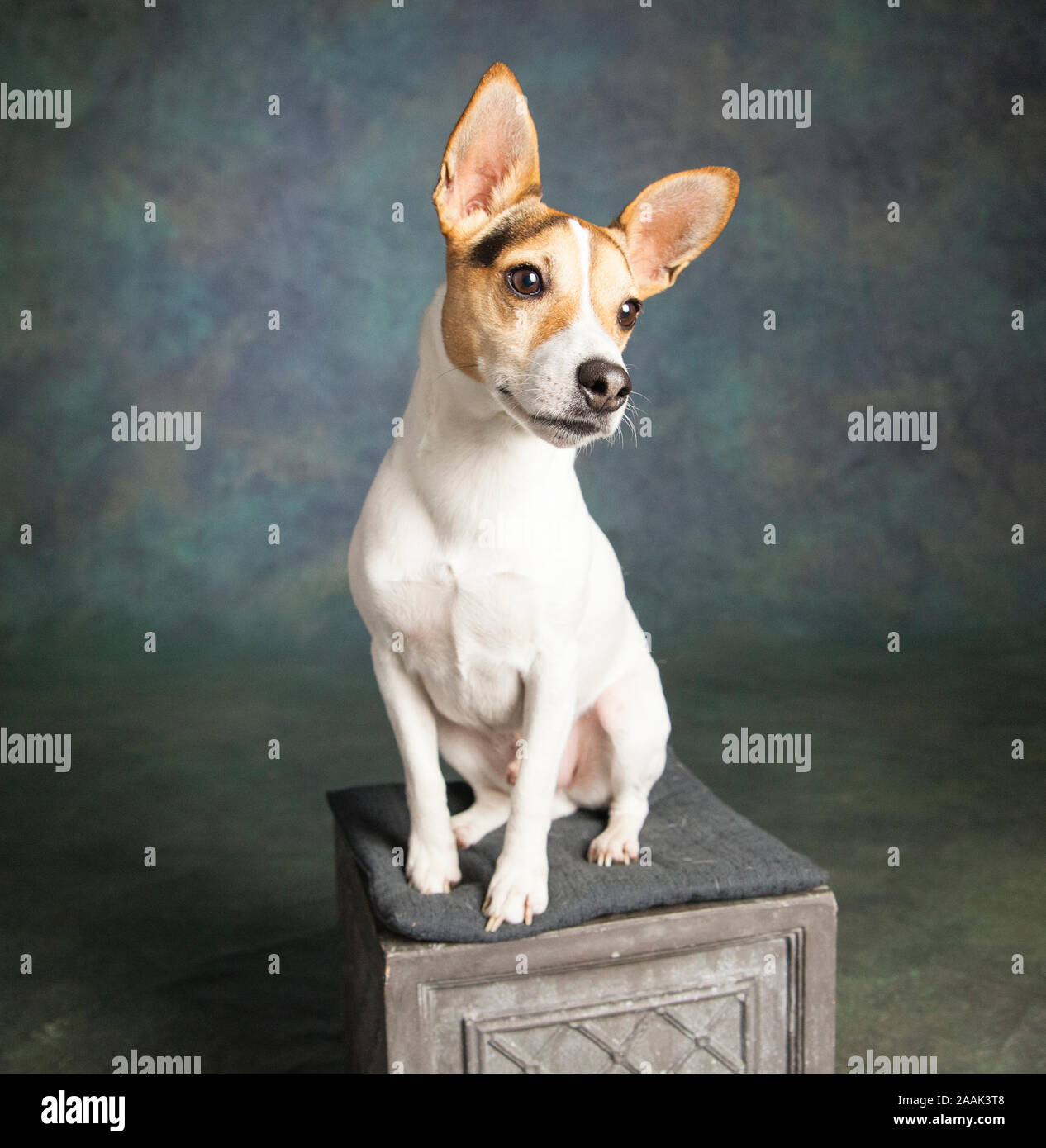 Studio portrait of Jack Russell Terrier sitting on stool Stock Photo ...