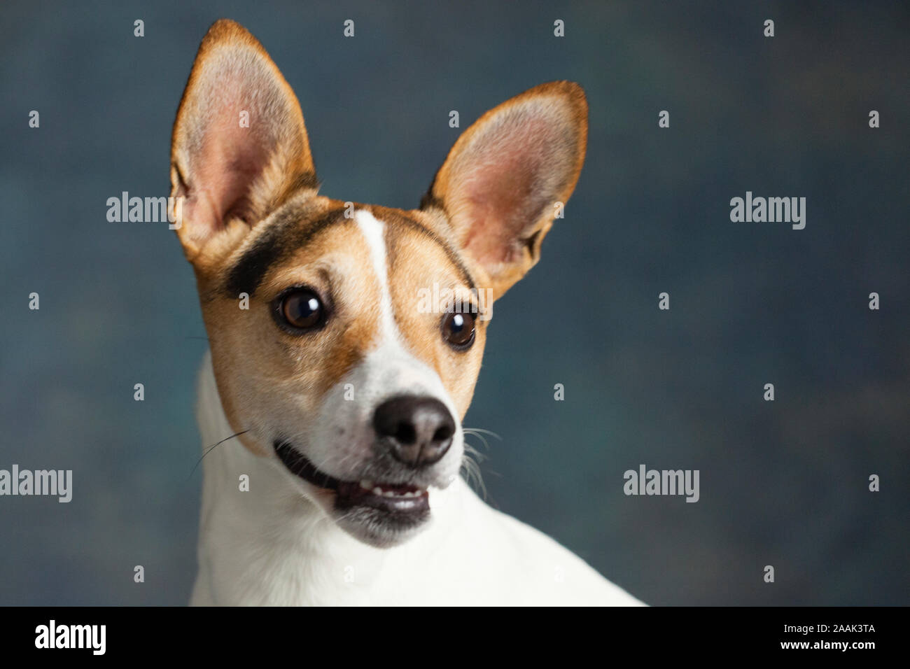Jack russell terrier dog head hi-res stock photography and images - Alamy