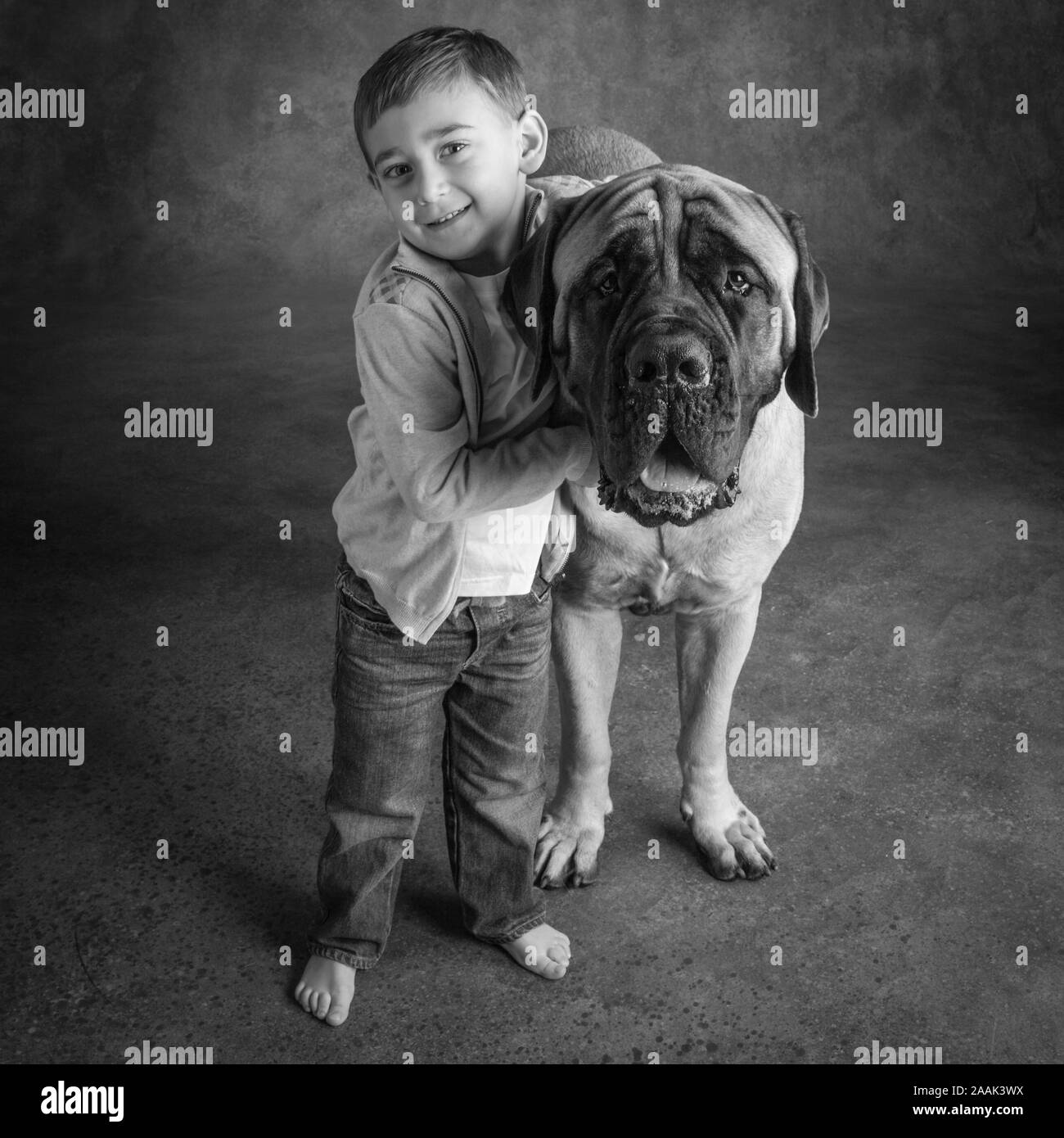Studio portrait of boy and Mastiff Stock Photo - Alamy