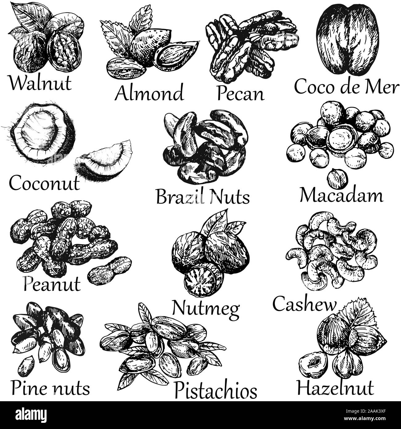 Set of hand drawn sketch style different kinds of nuts isolated on ...