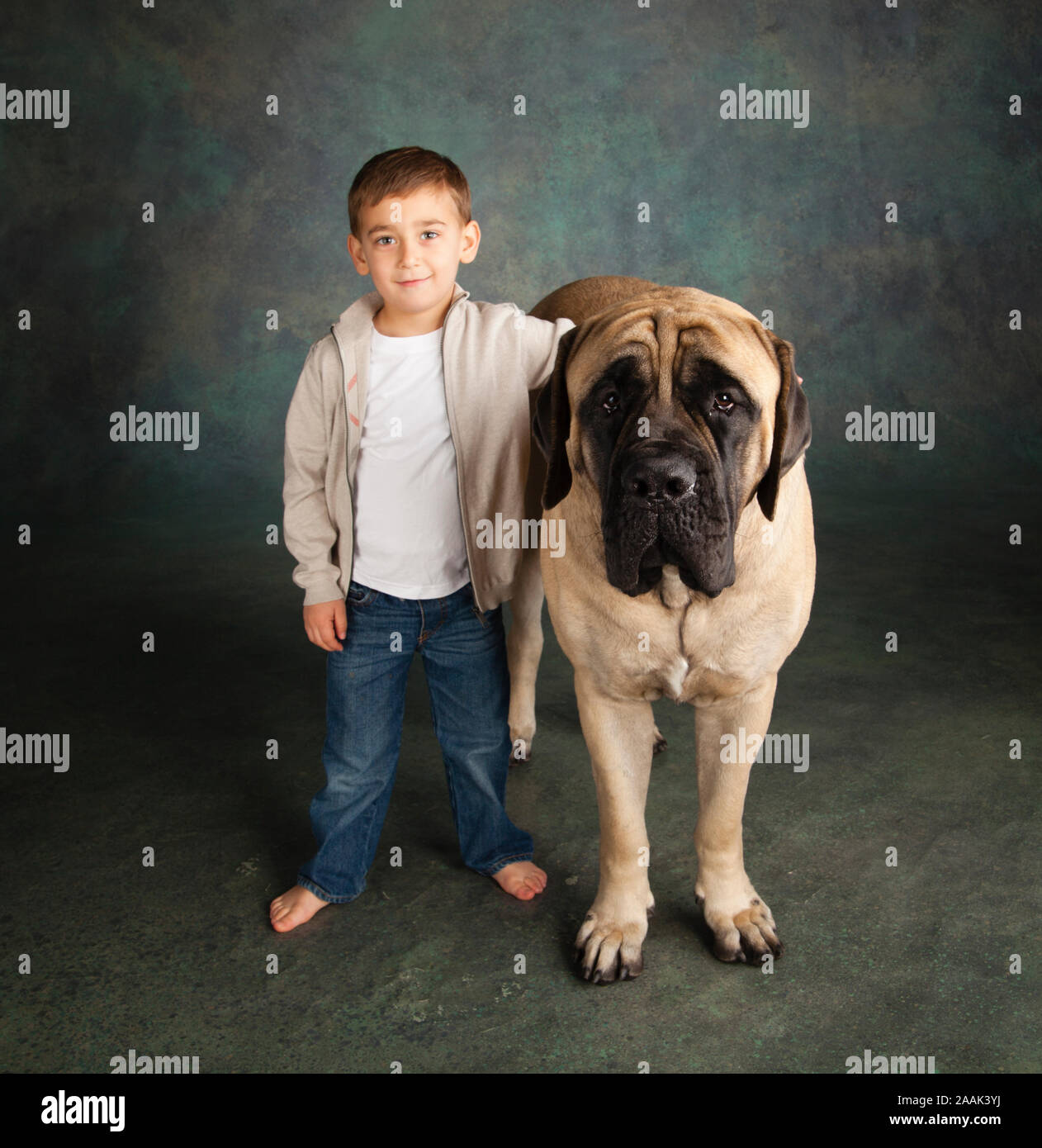 Studio portrait of boy and Mastiff Stock Photo - Alamy