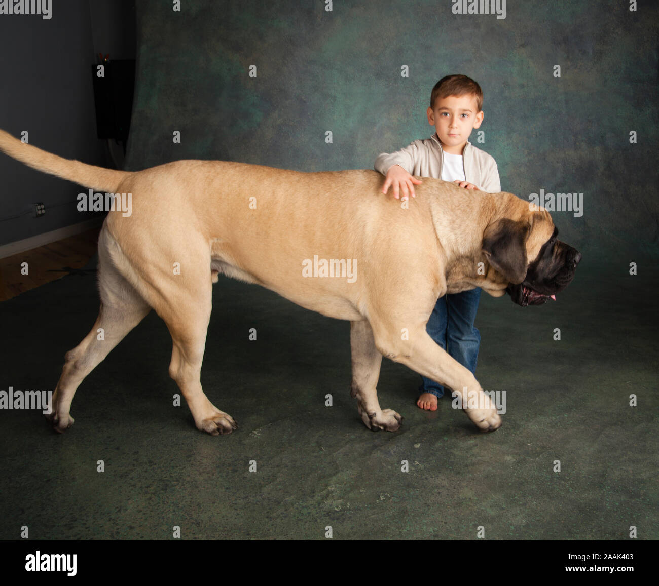 Studio portrait of boy and Mastiff Stock Photo - Alamy