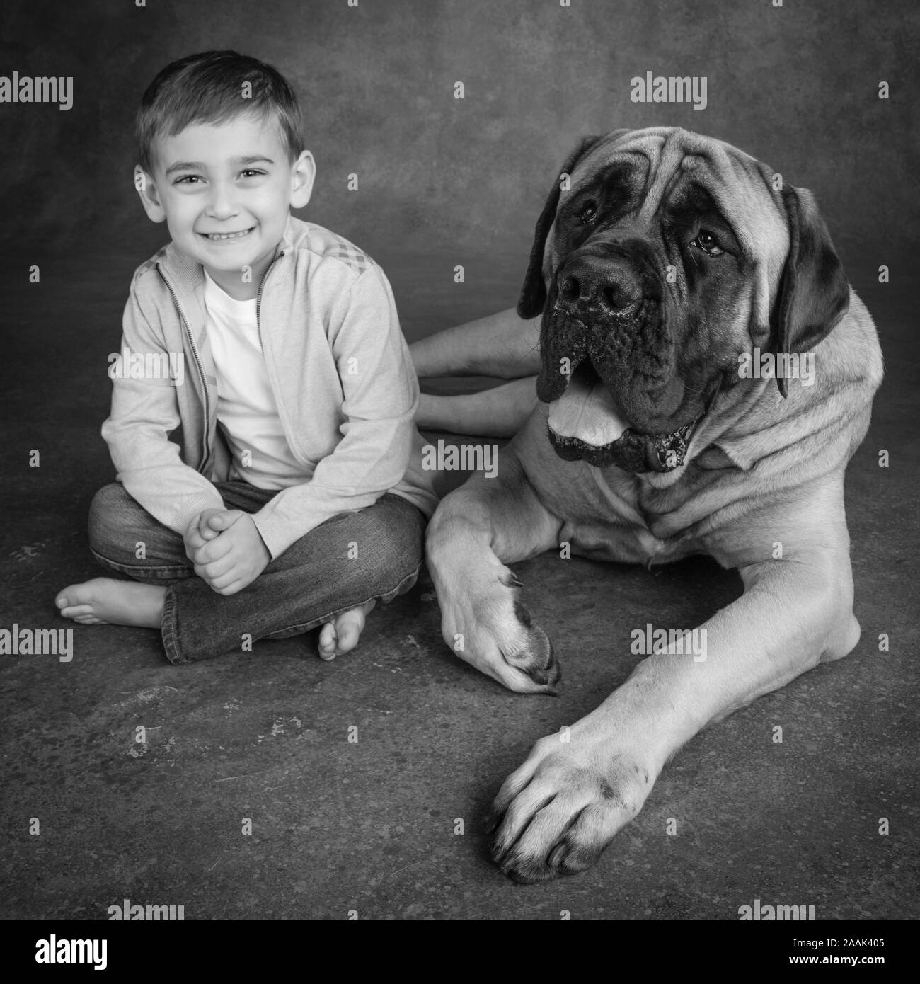Studio portrait of boy and Mastiff Stock Photo - Alamy