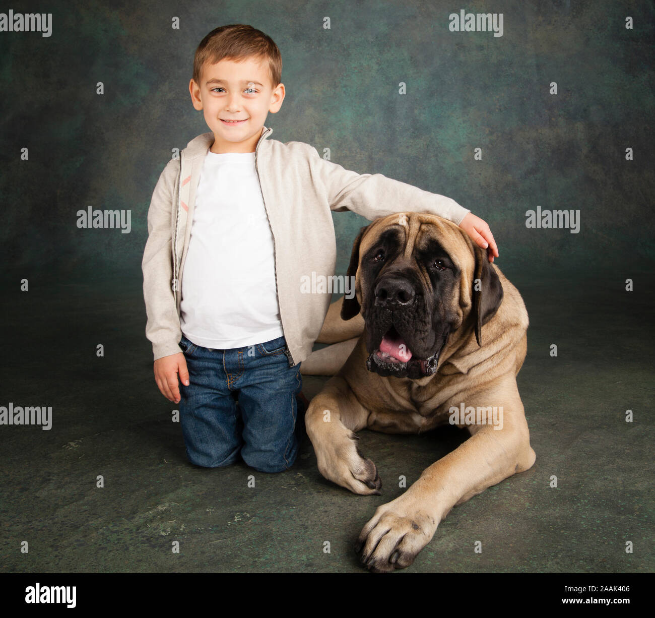Studio portrait of boy and Mastiff Stock Photo - Alamy