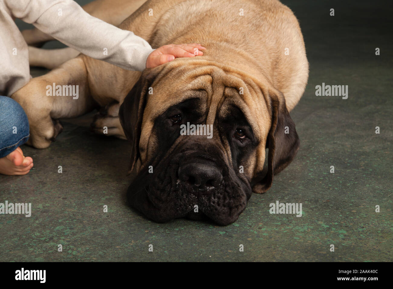 Human pets hi-res stock photography and images - Alamy