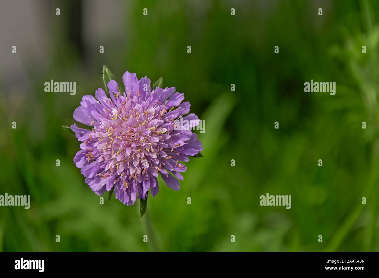 Scabies flower hi-res stock photography and images - Alamy