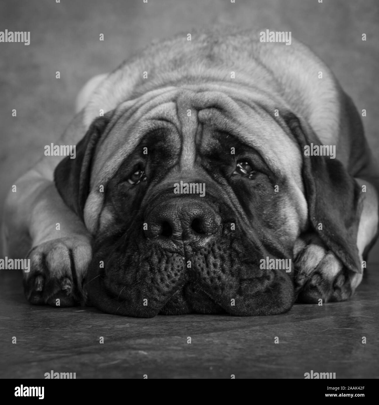 View close down head hi-res stock photography and images - Alamy