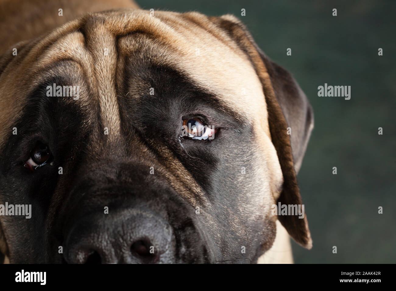 Mastiff head hi-res stock photography and images - Alamy