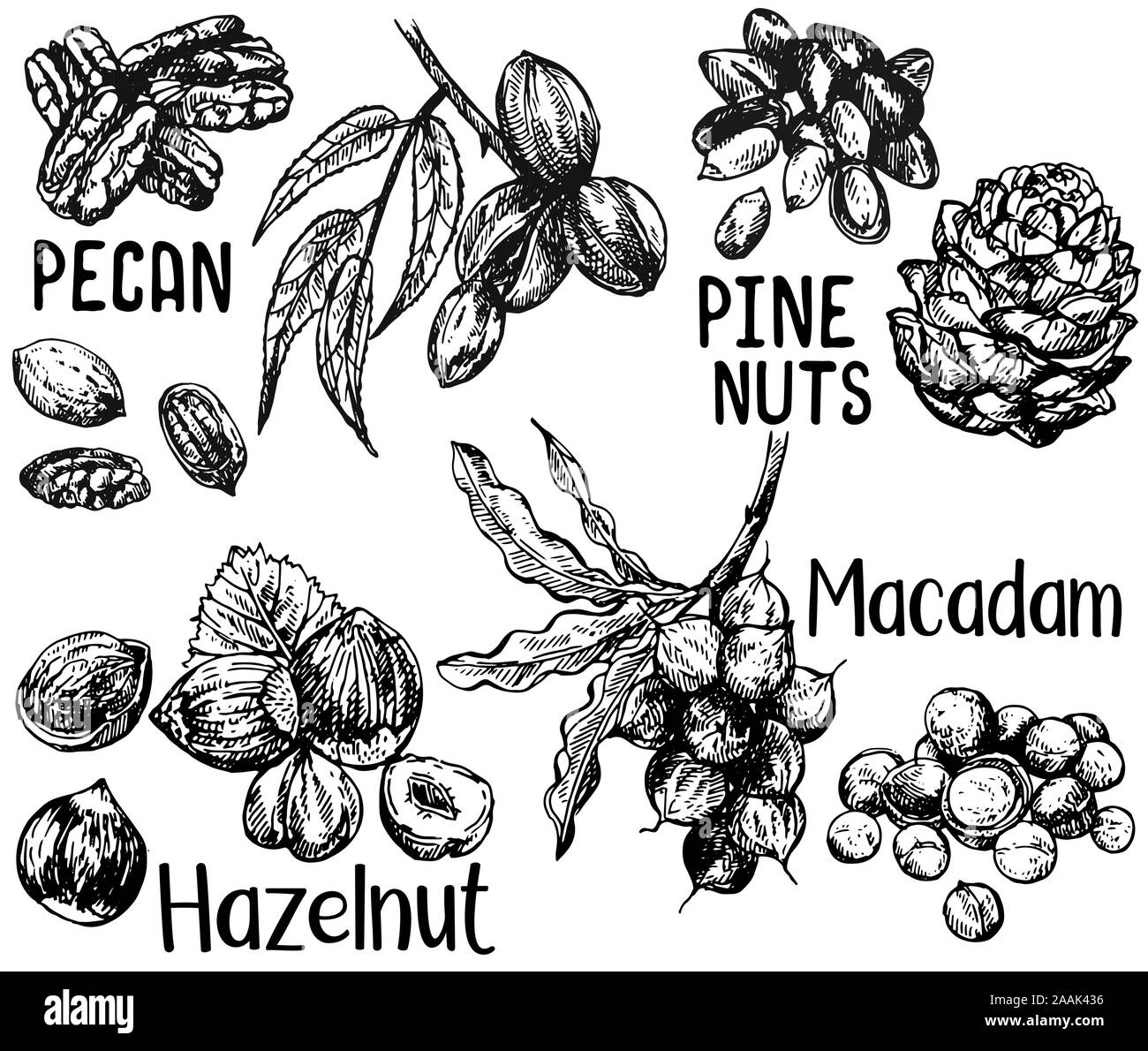 Set of hand drawn sketch style different kinds of nuts isolated on ...