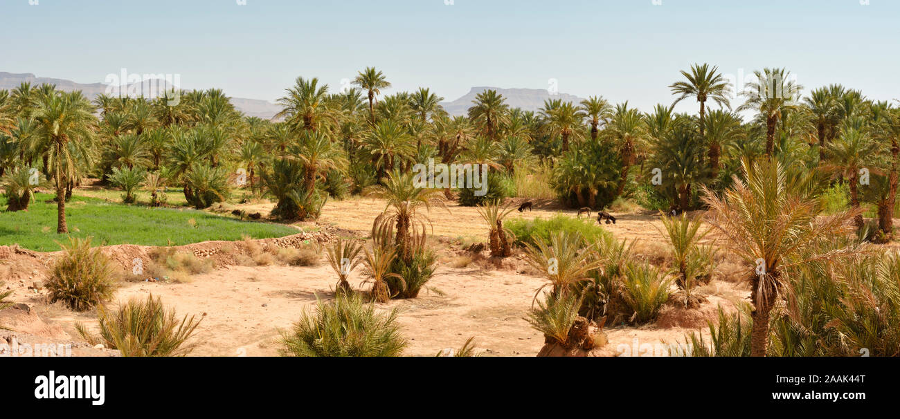 Oasis in the Draa Valley. Morocco Stock Photo - Alamy