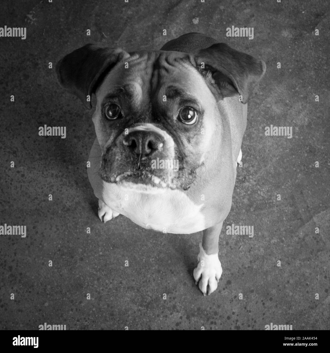 Boxer Dog Dragging Back Feet at Guadalupe Harshaw blog