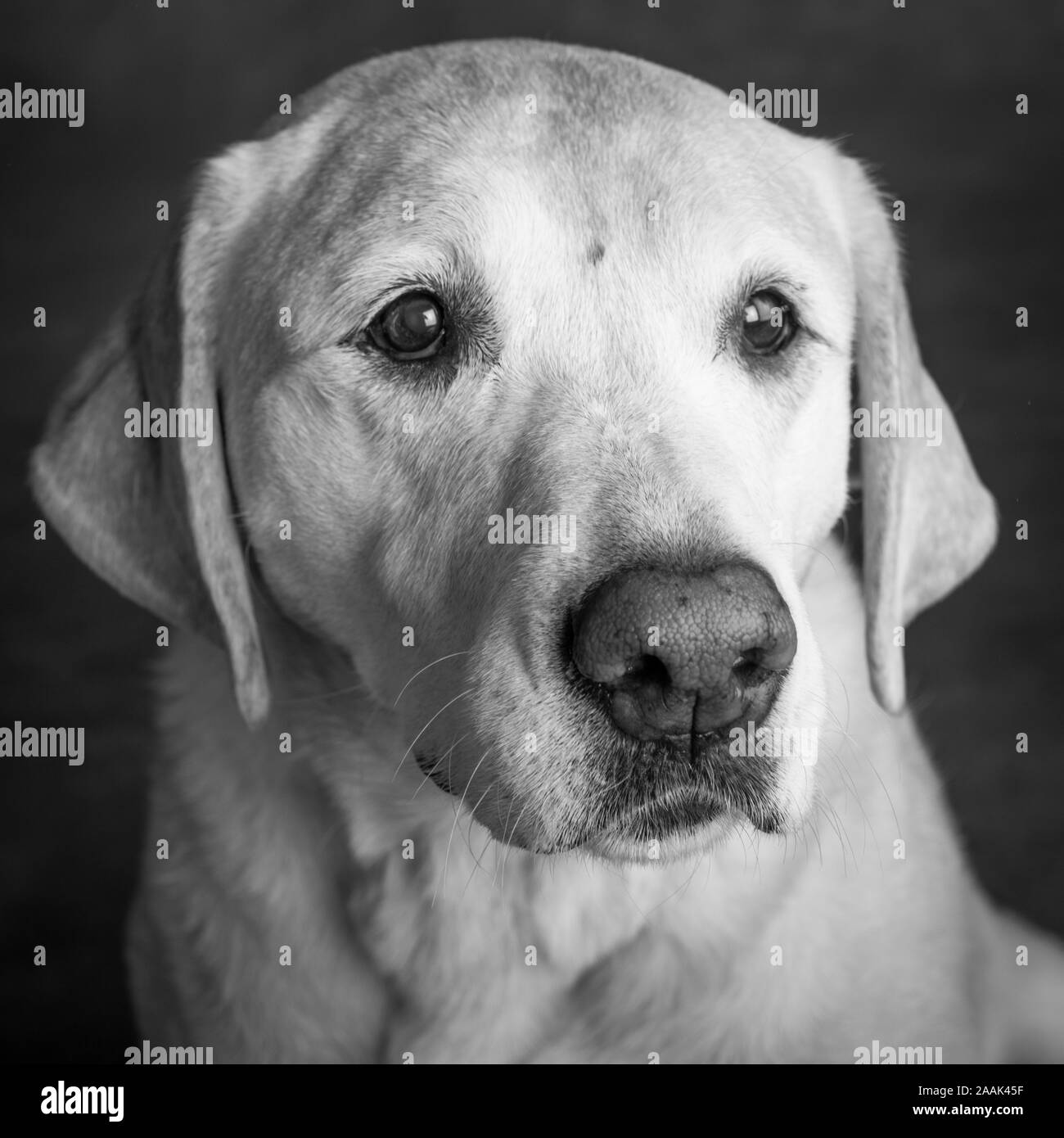 Studio portrait of Golden Retriever Lab mix Stock Photo - Alamy