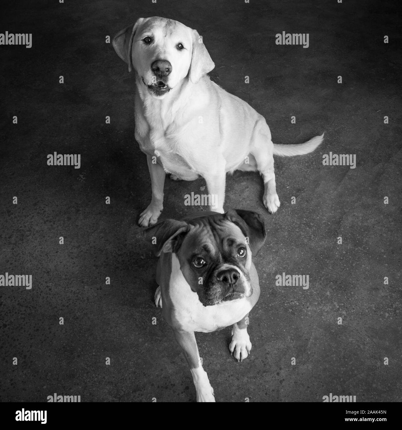 Black Boxer Golden Retriever Mix