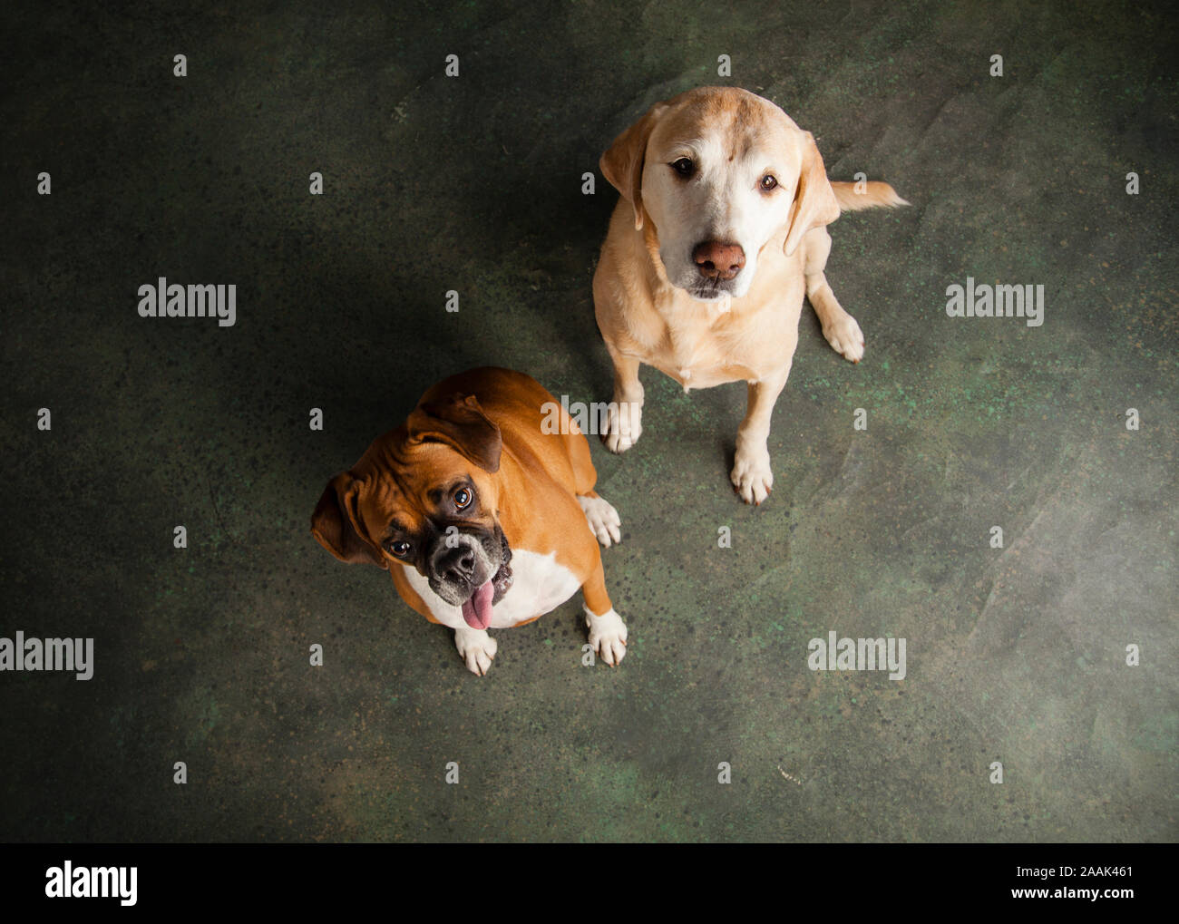Golden Boxer Puppies