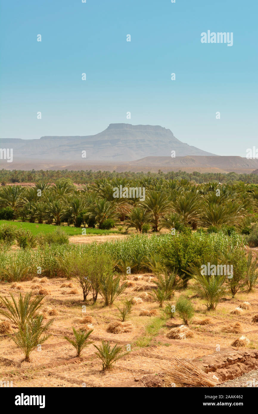 Oasis in the Draa Valley. Morocco Stock Photo - Alamy