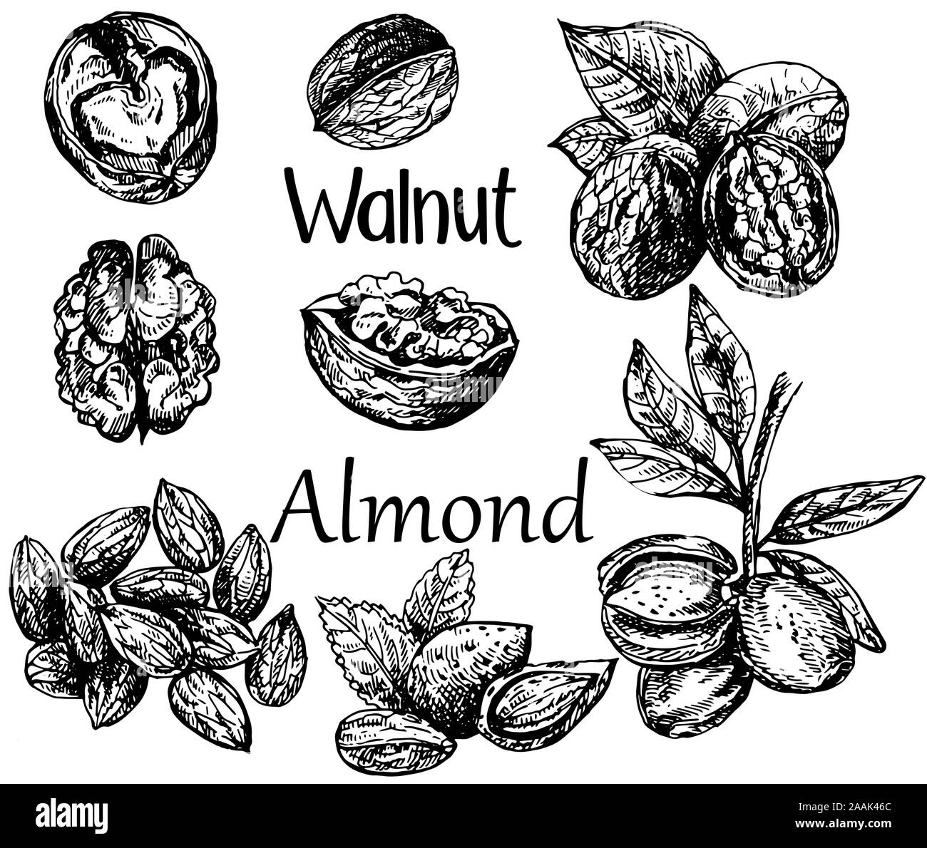 Set of hand drawn sketch style different kinds of nuts isolated on ...