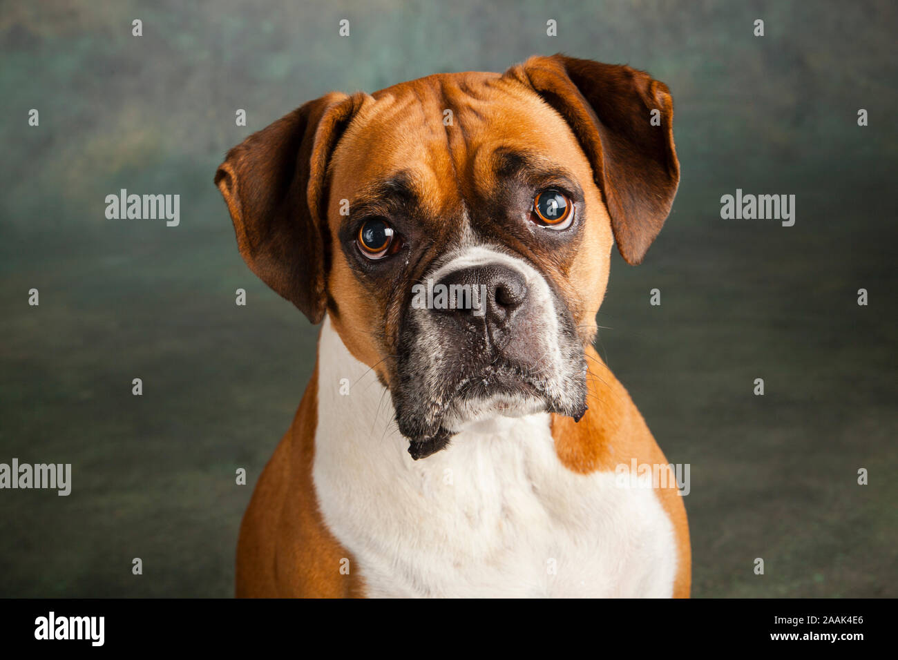 Boxer dog head shot hi-res stock photography and images - Alamy