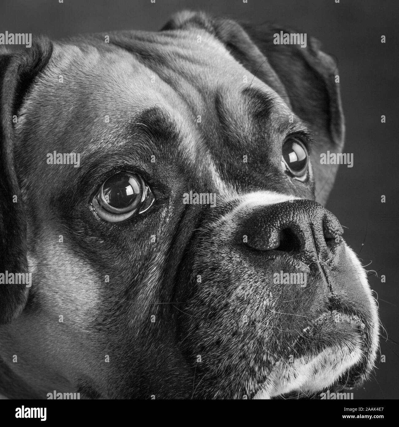 Studio portrait of Boxer dog Stock Photo - Alamy